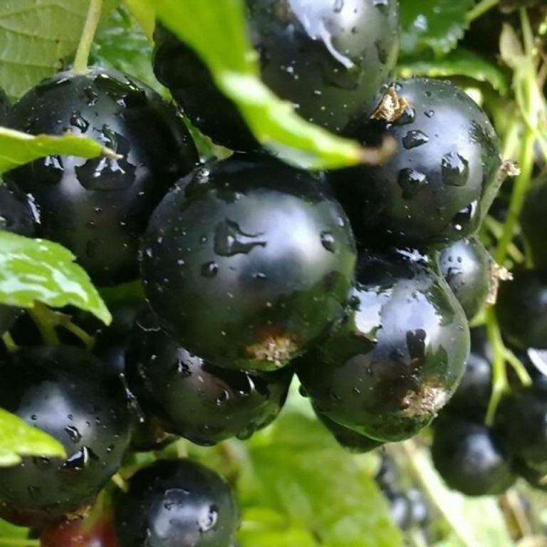 Pomi fructiferi 100% producator. Pepiniera pomicola | Vita de Vie | Arbusti