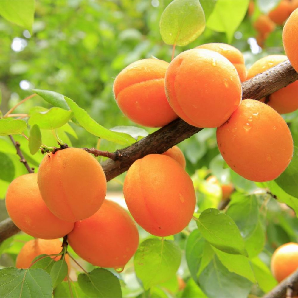 Pomi fructiferi 100% producator. Pepiniera pomicola | Vita de Vie | Arbusti