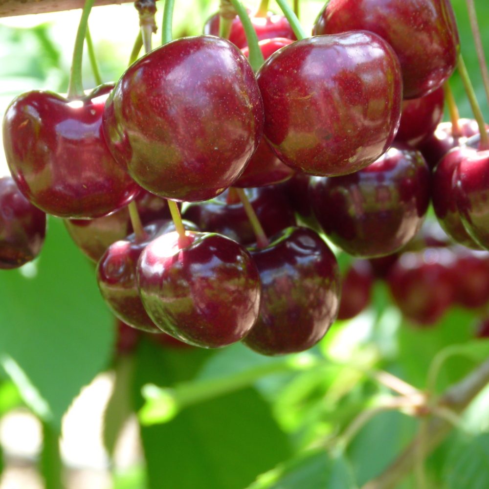 Pomi fructiferi 100% producator. Pepiniera pomicola | Vita de Vie | Arbusti