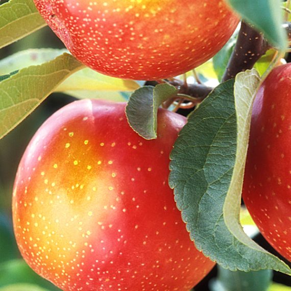 Pomi fructiferi 100% producator. Pepiniera pomicola | Vita de Vie | Arbusti