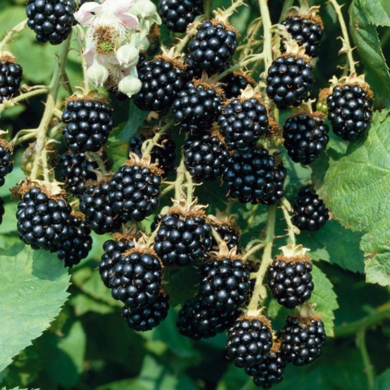 Pomi fructiferi 100% producator. Pepiniera pomicola | Vita de Vie | Arbusti