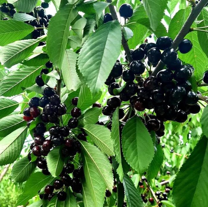 Pomi fructiferi 100% producator. Pepiniera pomicola | Vita de Vie | Arbusti