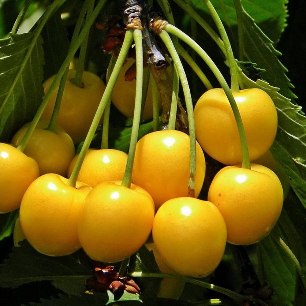 Pomi fructiferi 100% producator. Pepiniera pomicola | Vita de Vie | Arbusti