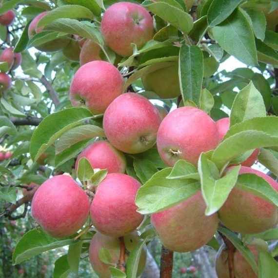Pomi fructiferi 100% producator. Pepiniera pomicola | Vita de Vie | Arbusti