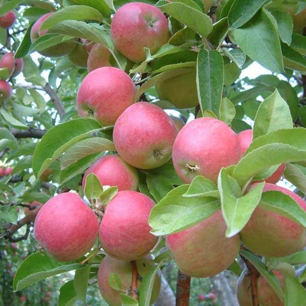 Pomi fructiferi 100% producator. Pepiniera pomicola | Vita de Vie | Arbusti