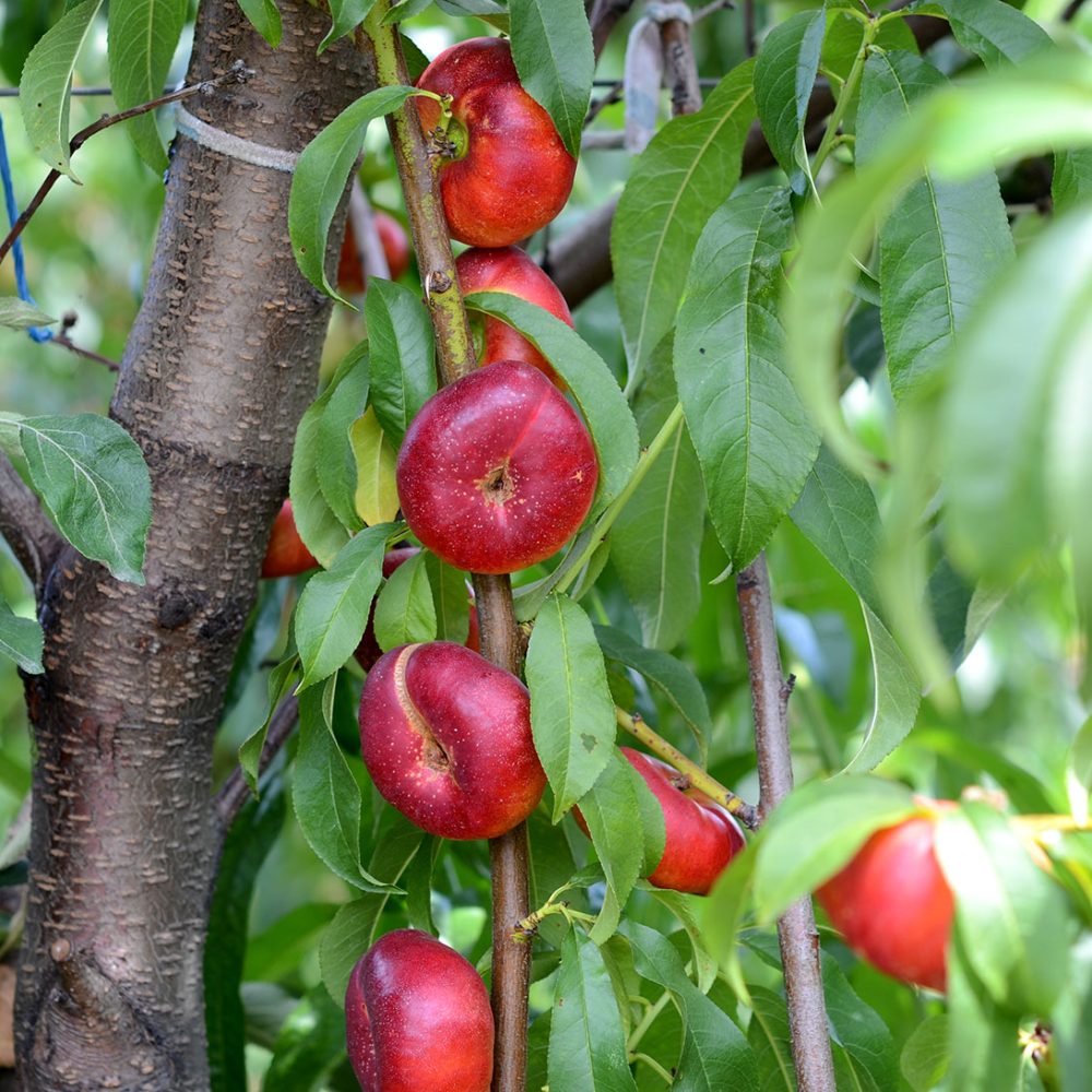 Pomi fructiferi 100% producator. Pepiniera pomicola | Vita de Vie | Arbusti