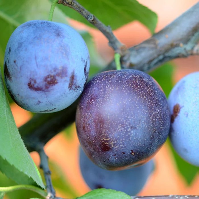 Prun Diana - Pepiniera Luca Buzau