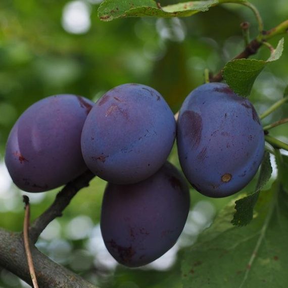 Pomi fructiferi 100% producator. Pepiniera pomicola | Vita de Vie | Arbusti