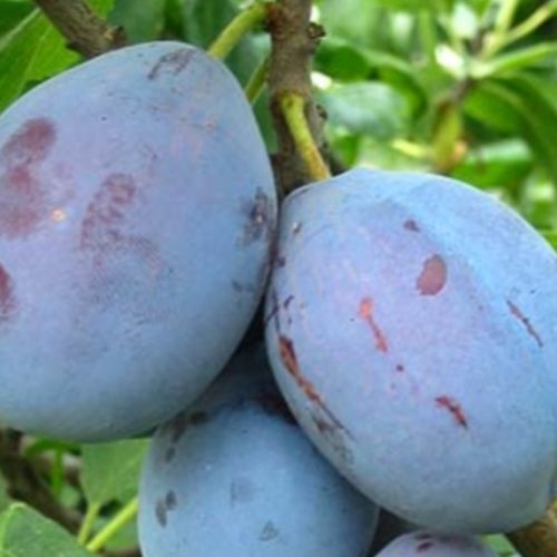 Pomi fructiferi 100% producator. Pepiniera pomicola | Vita de Vie | Arbusti