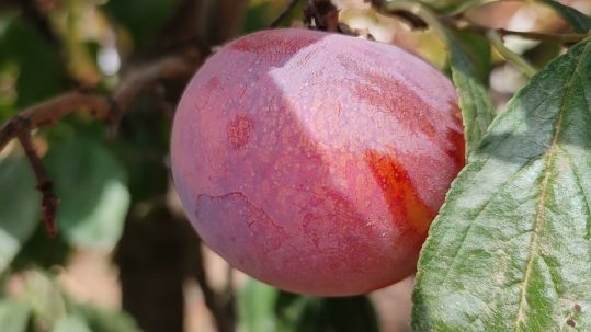 Prun Renglot - Pepiniera Luca Buzau