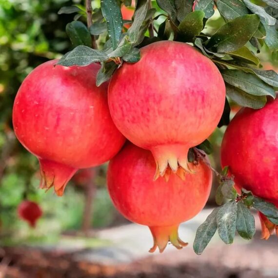 Pomi fructiferi 100% producator. Pepiniera pomicola | Vita de Vie | Arbusti