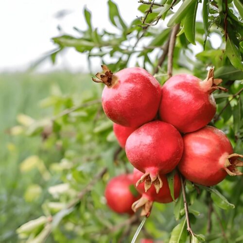 Pomi fructiferi 100% producator. Pepiniera pomicola | Vita de Vie | Arbusti